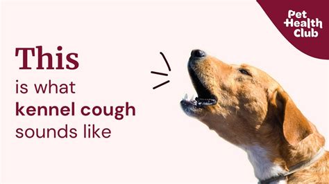 What Is Kennel Cough And What Does Is Sound Like Get The Facts Youtube