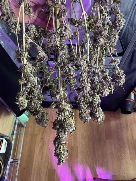First Time Drying Rcannabiscultivation