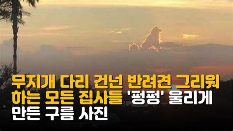 아빠 냄새 가득한 신발 속 공기 단숨에 훅~ 들이킨 댕댕이의 결말 애니멀 플래닛