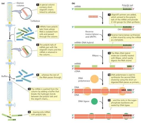 Figure Approaches To Construction Of Cdna Libraries 3 Download