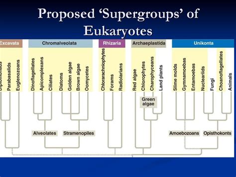 Protists The First Eukaryotes Ppt Download