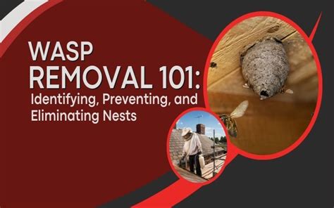 Wasp Removal Identifying Preventing And Eliminating Nests