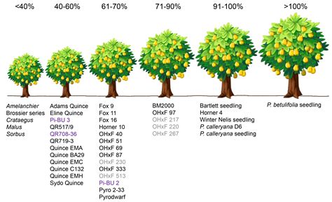 Rootstocks Wsu Tree Fruit Washington State University