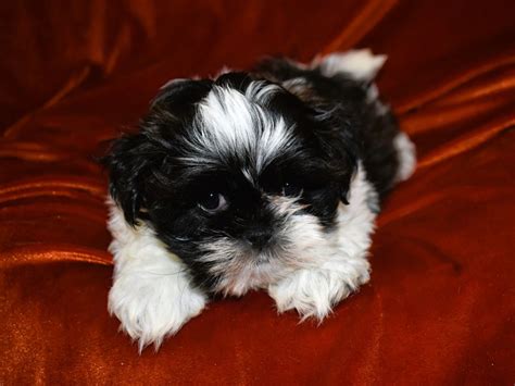 Teddy Bear Dog Male 3948249 Petland Dunwoody