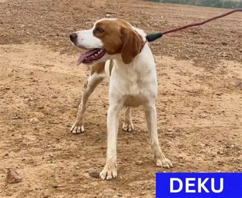 Deku Adopted September 2025 Pointer Rescue Service