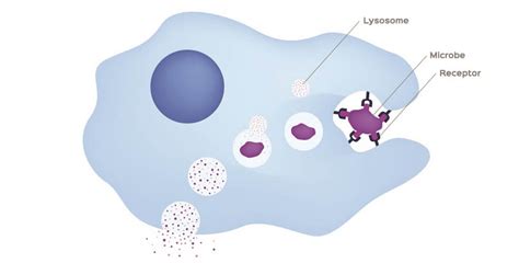 Humoral Immunity The Definitive Guide Biology Dictionary