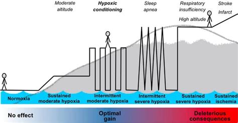 Dose Response Of Hypoxic Exposure 1 Moderate Hypoxia Is