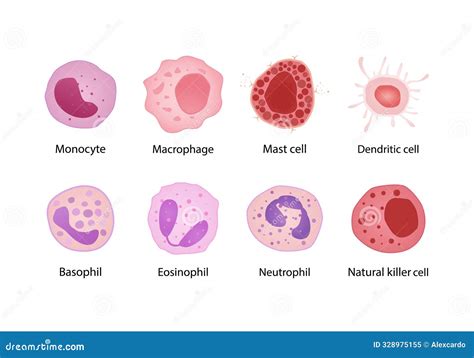 Immune System Cells Basophil Eosinophil Neutrophil Monocyte And