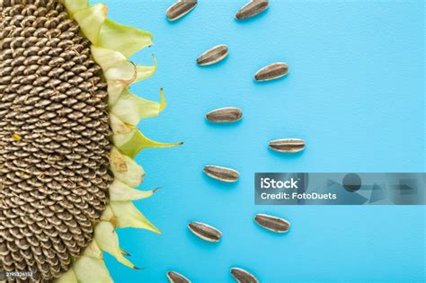 밝은 파란색 테이블 배경에 회색 건조 익은 씨앗과 함께 해바라기 머리 파스텔 색상 근접 촬영 하향식 보기 가득 찬에 대한 스톡