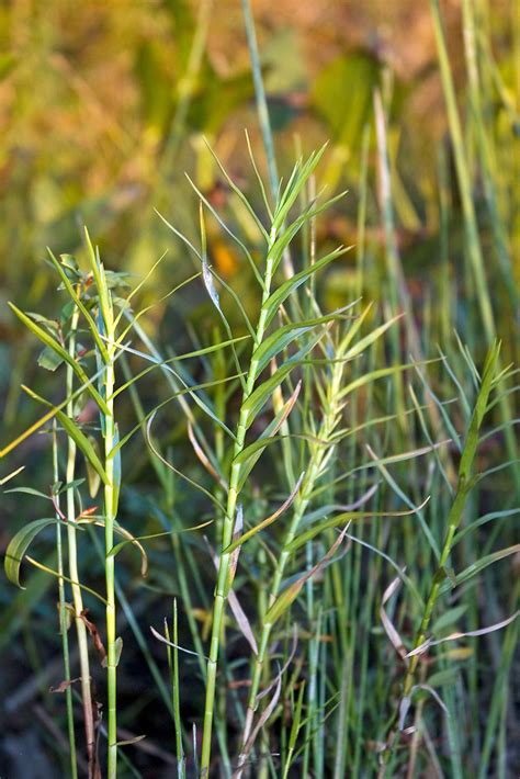 Dulichium Arundinaceum Three Way Sedge Go Botany