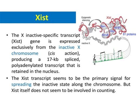 X Chromosome Inactivation Pptx