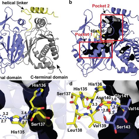 Reconstitution Of Wax Ester Synthesis In Yeast Representative Gas