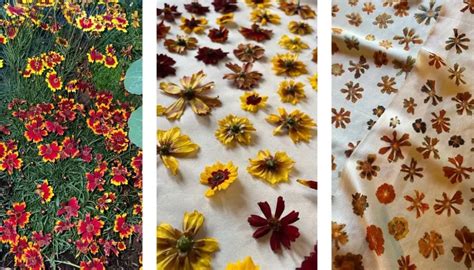 Spotlight Casey Newman Naturalist And Artist Create Whimsy