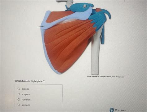 [answered] Which Bone Is Highlighted Clavicle O Scapula Humerus Kunduz