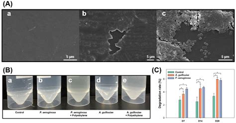 Figure 1 From Isolation Of A Polyethylene Degrading Bacterium Acinetobacter Guillouiae Using A