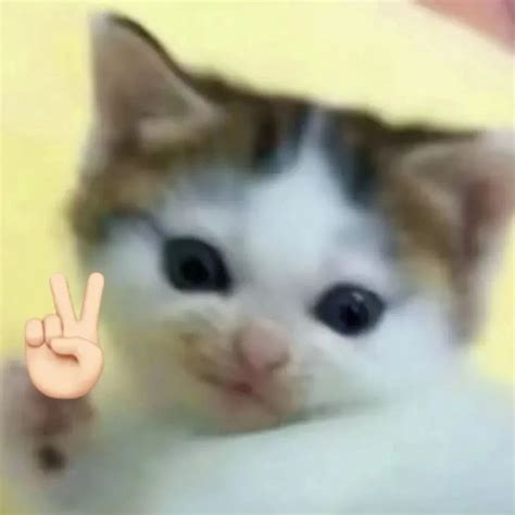 可爱小猫配着比耶手势，萌态十足超治愈 1000个很火的抽象疯癫表情包表情包图片动图 求表情网 斗图从此不求人