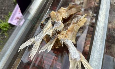 Solution Project Appgm Sdg