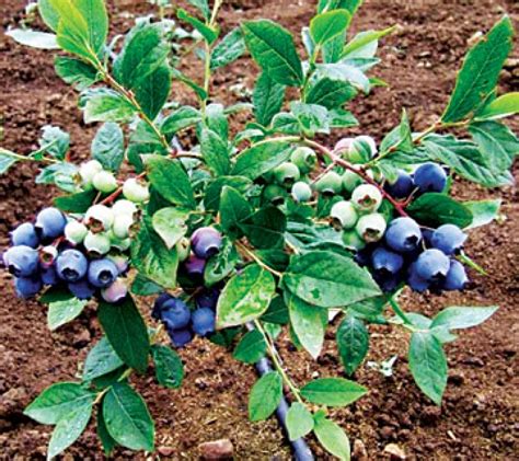 საპარტნიორო ფონდმა და ვანრიკ აგრომ ლურჯი მოცვის ევროპულ ბაზარზე გატანა დაიწყეს Bpn Ge