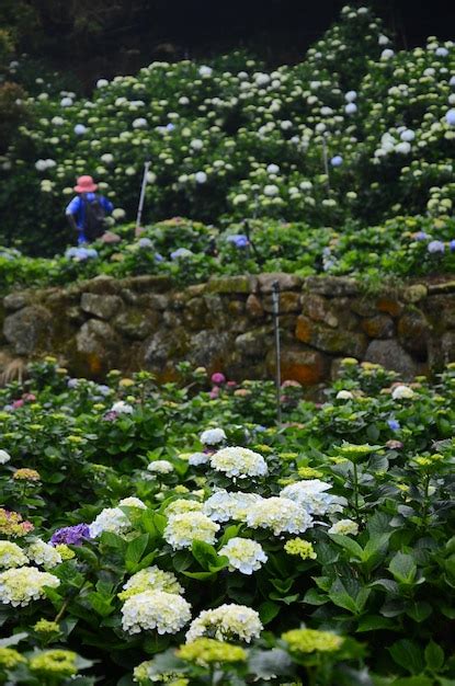 Premium Photo Hydrangea Macrophylla In The Garden