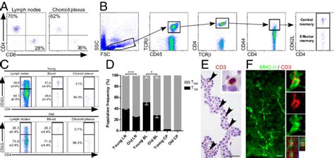 The Choroid Plexus Is Populated By Effector Memory Cd4 T Cells A