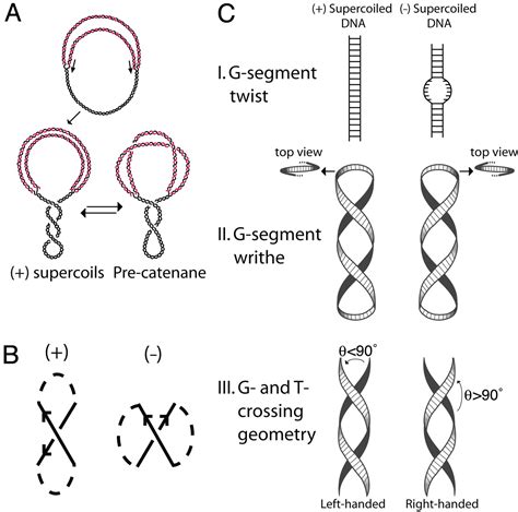Dna Replication Topoisomerase Function