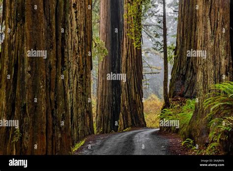 Howland Hill Road Winds Through The Coast Redwood Forest In Jedediah
