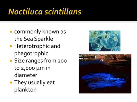 Protista Example Organisms Pptx Biological Sciences Science
