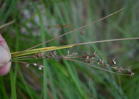 Plant Of The Month 01 2023 Scleria Sphacelata Native Plants Queensland Townsville Branch