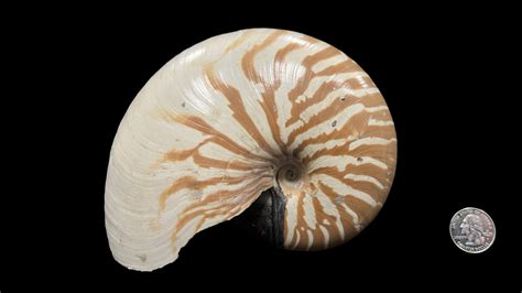 Nautilus Shell Natural History Society Of Maryland