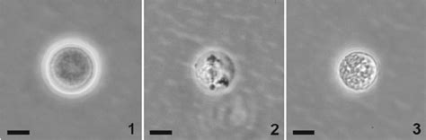 Hemocyte Cell Represented By Number 1 Principal Cell Represented By