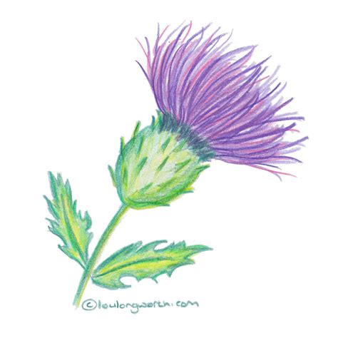Thistle Flower Drawing