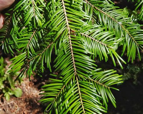 Grand Fir Tree
