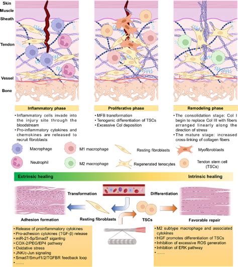Schematic Diagram Showing The Pathologic Process Of Pa And Molecular