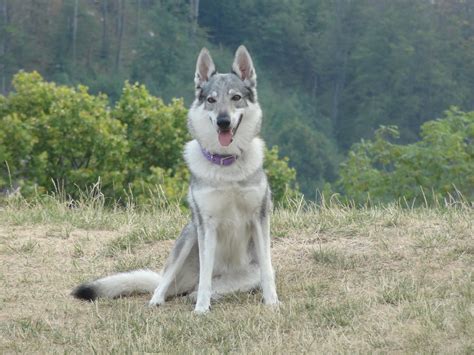Češkoslovaški Volčjak Predstavitev Pasme