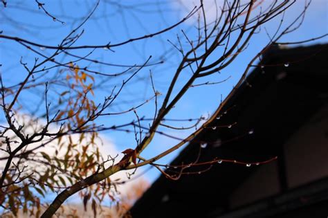 朝露の華 ひだ路ブログ 隠庵ひだ路公式ホームページ飛騨高山市奥飛騨温泉郷福地温泉