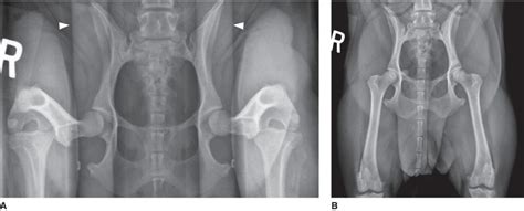 6 Anatomy Variants And Interpretationparadigm Veterian Key