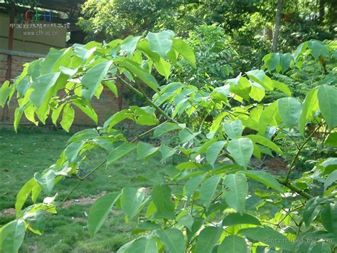 柳叶见血飞图册360百科