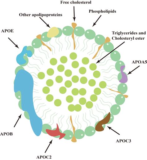 What Does High Vldl Mean Cholesterol Explained