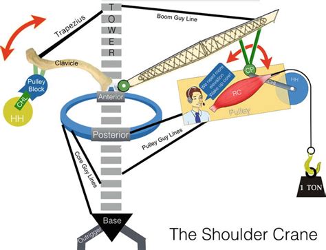 The Functional Shoulder Musculoskeletal Key