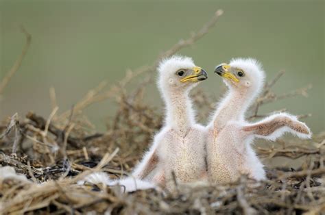 ¿qué Comen Y Cómo Se Alimentan Los Pájaros Bebés