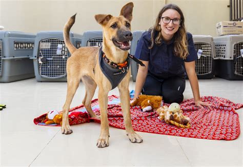 Essential Pet Care A Comprehensive Guide For New Pet Owners Dznext