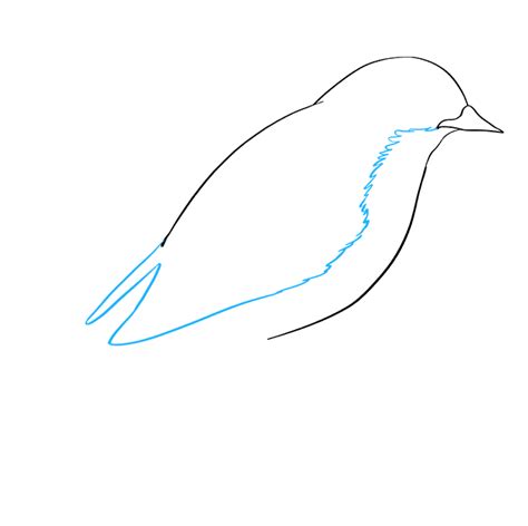 How To Draw An Eastern Bluebird Really Easy Drawing Tutorial Easy