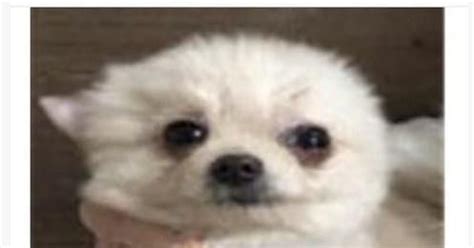 유기견 입양 전후 표정 변화