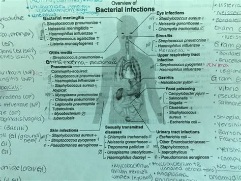 Bacteria Flashcards Quizlet