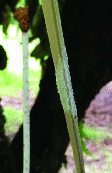 Cedrol Crystals Formed On Chopstick Download Scientific Diagram