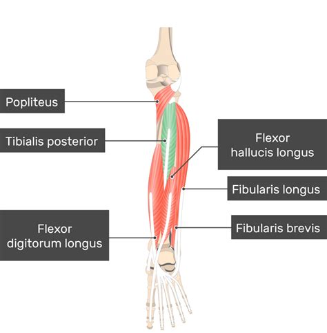 Posterior Tibial Insertion