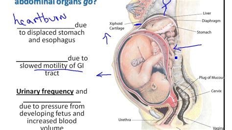 Diagram Of The Female Body During Pregnancy