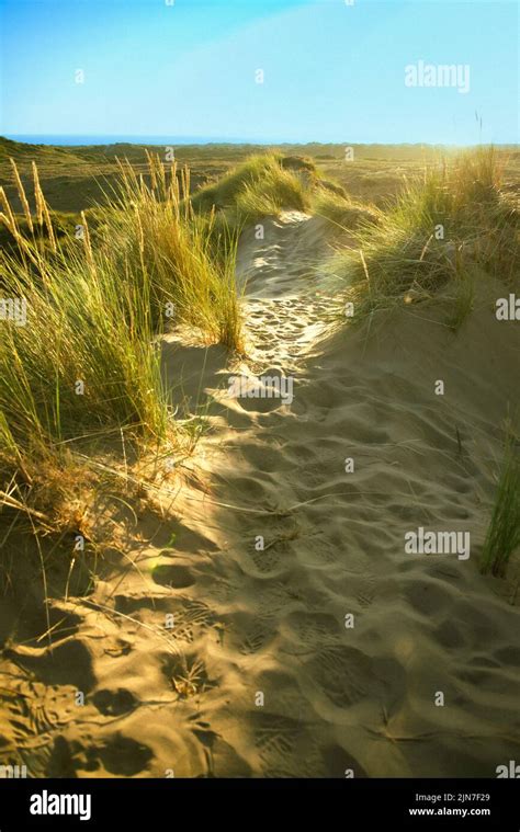 Sand Dunes In A Summer Evening Braunton Burrows North Devon Uk Large