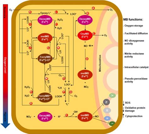 Myoglobin Functions And Applications Creative Diagnostics