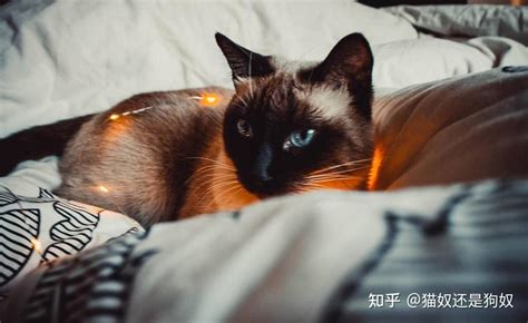 懂养猫的人都知道其实养暹罗猫要比养其它猫好 知乎